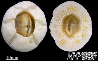 【論文】ウミガメのご先祖さまたち: ハイアイアイ臨海実験所